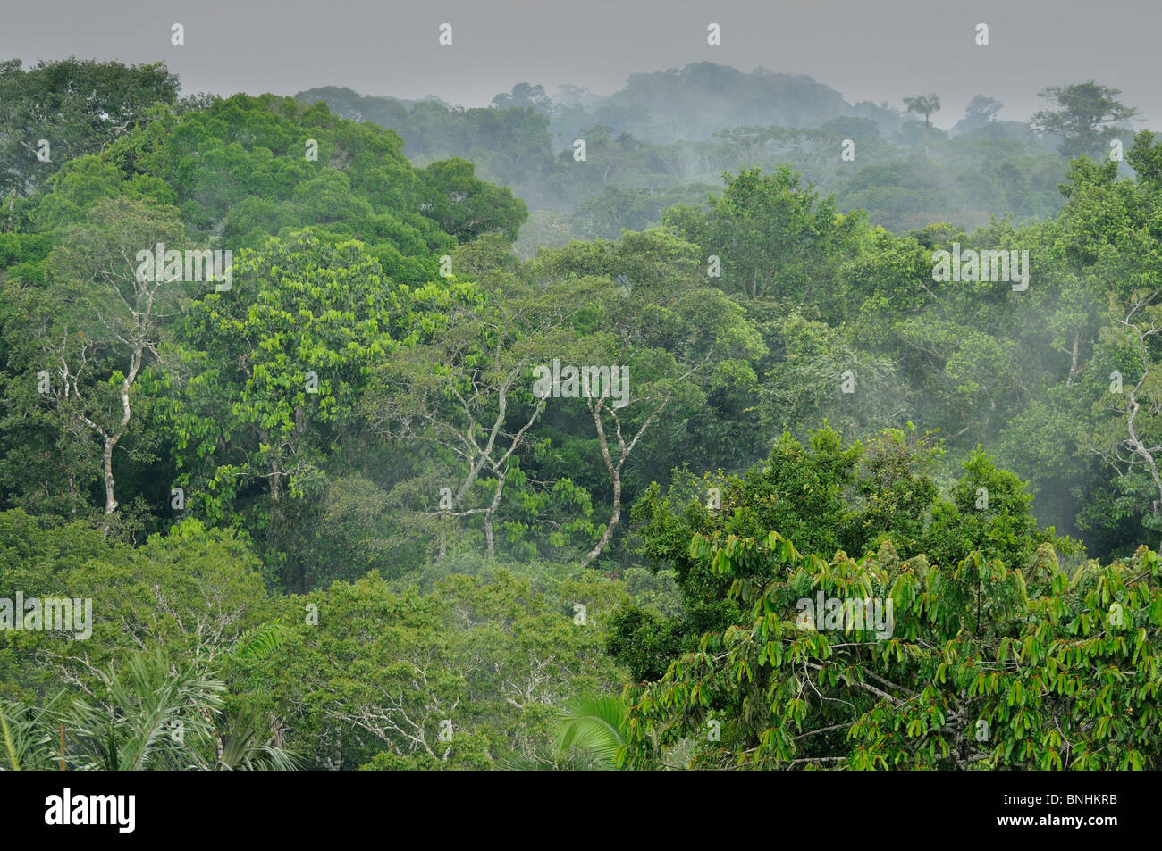 Ecuador rainforest forest wood nature tropic tropical Napo Wildlife ...