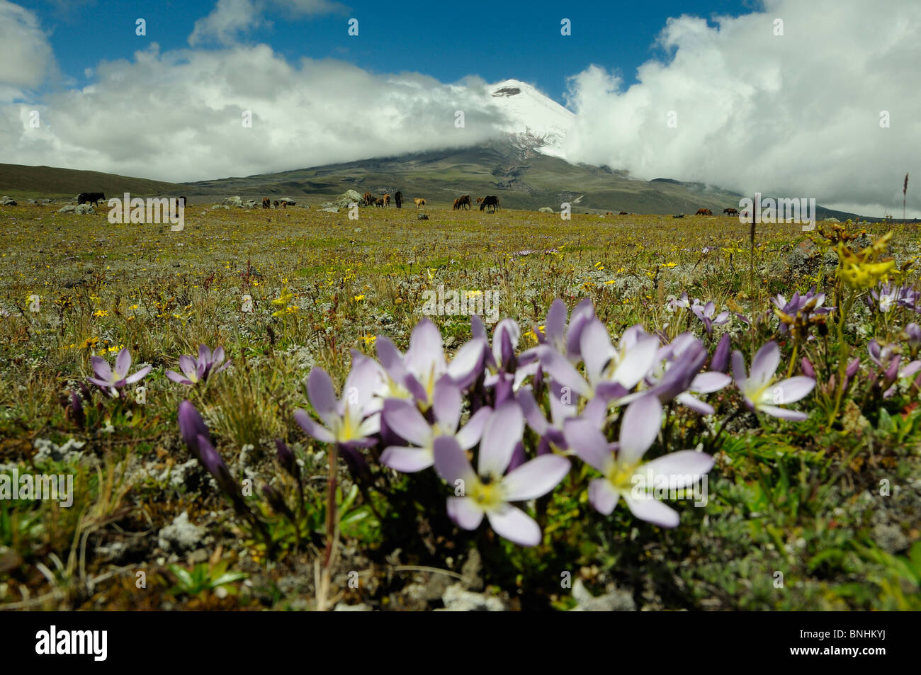 Ecuador Wildflowers Cotopaxi National Park Andes Mountains landscape ...