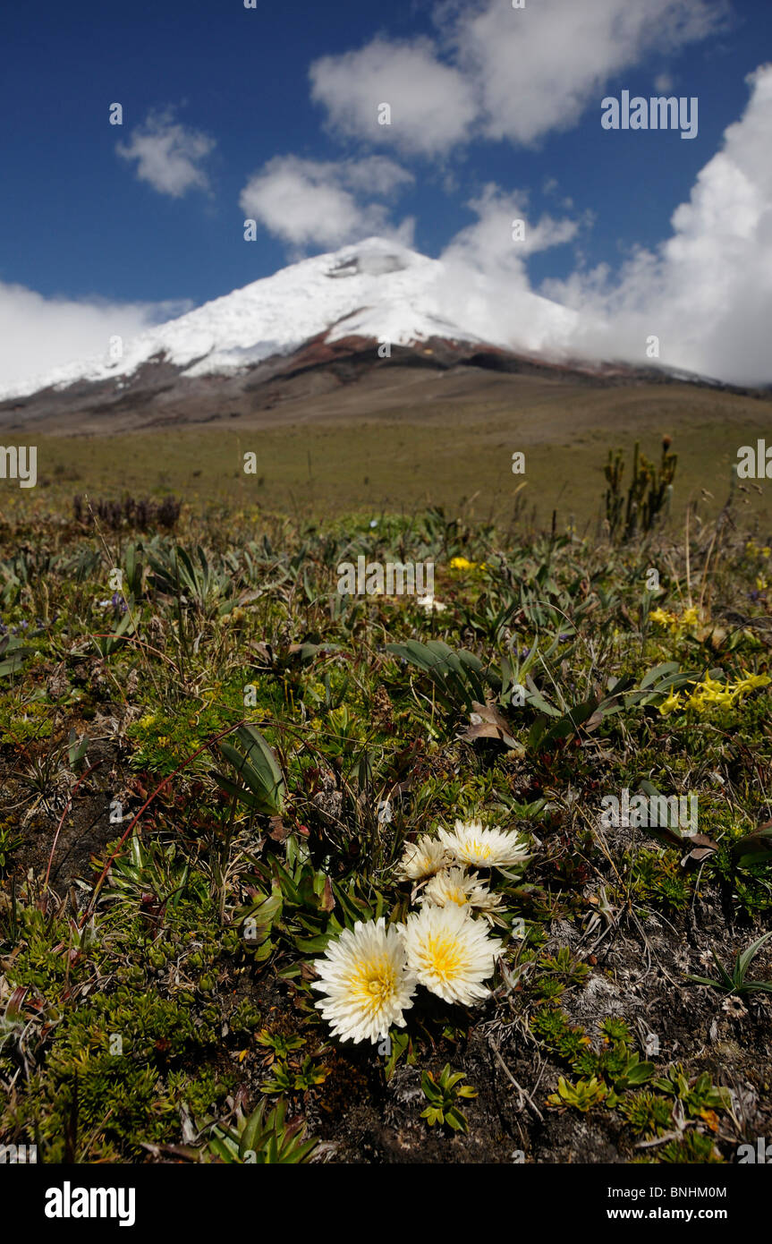 Ecuador Wildflowers Cotopaxi National Park Andes Mountains landscape ...