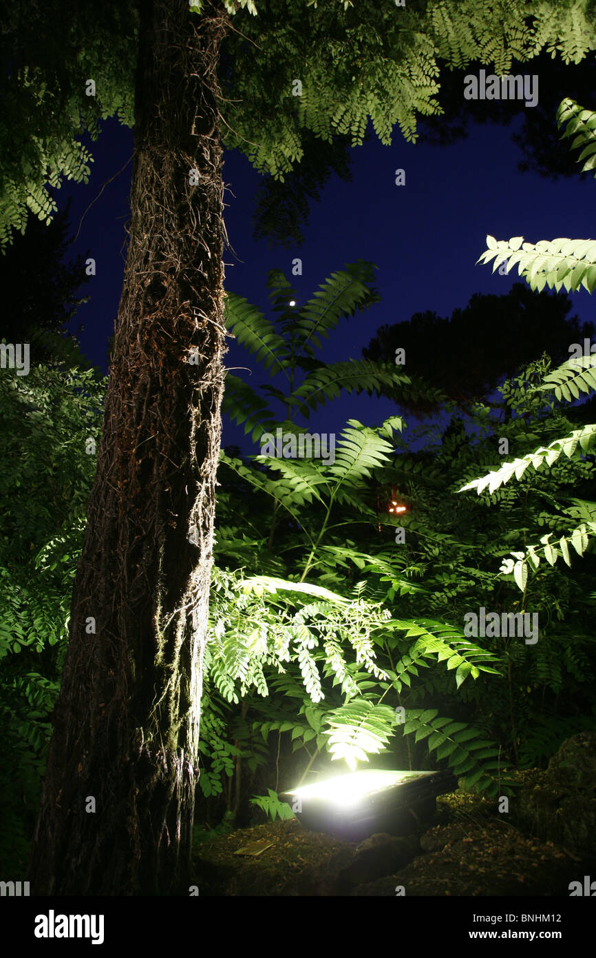 trees and branches illuminated with spotlight at night Stock Photo - Alamy