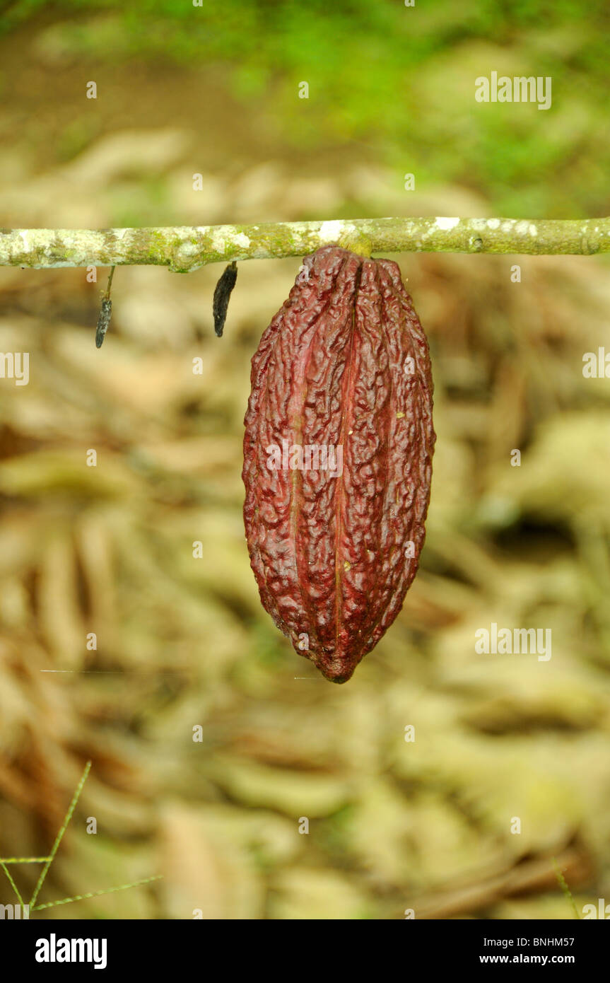 Ecuador near El Piedrero Theobroma cacao Cocoa plant Cacao plant detail ...