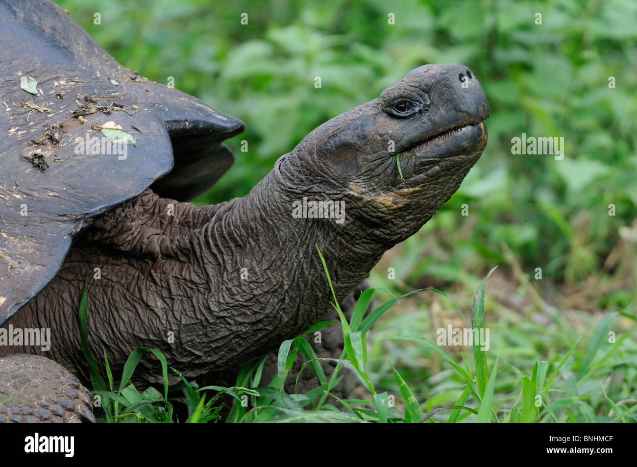 Tortoise tortoise tortoise tortoise tortoise hi-res stock photography ...