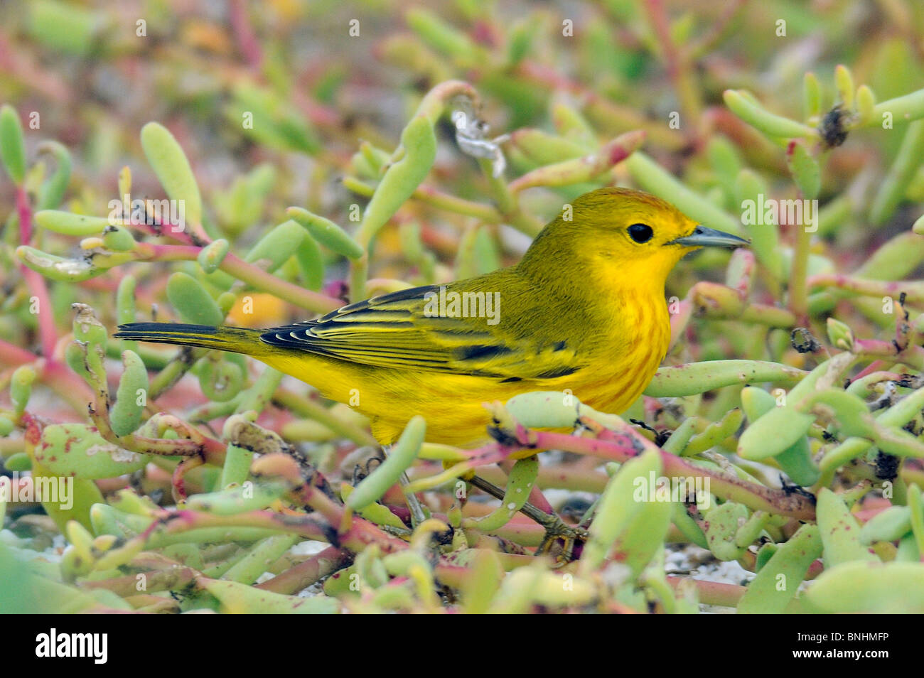 Ecuador Yellow Warbler Dendroica petechia aureola Las Bachas Santa Cruz ...