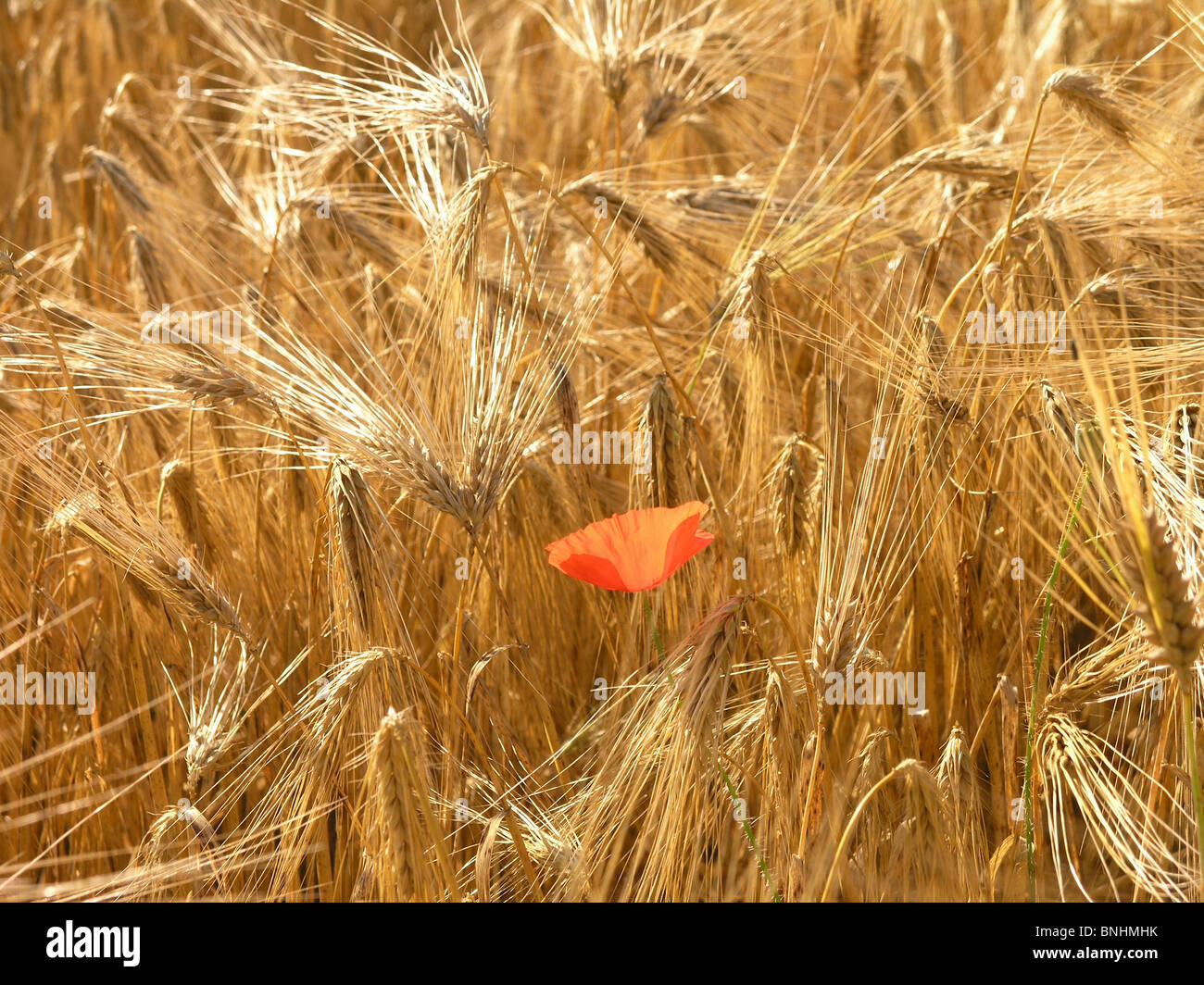 Cornfield corn field crop grain detail poppy flower flowering farming ...