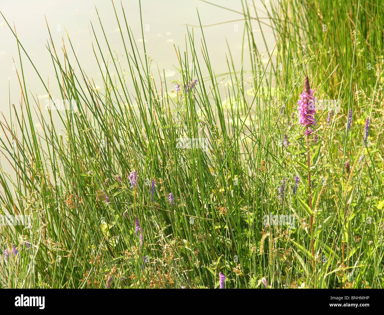 Nature landscape shore bank lake water plants vegetation flowers reed ...