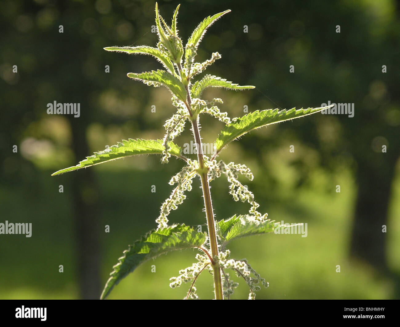 Natur Stinging nettle green plant plants detail close-up Stock Photo ...