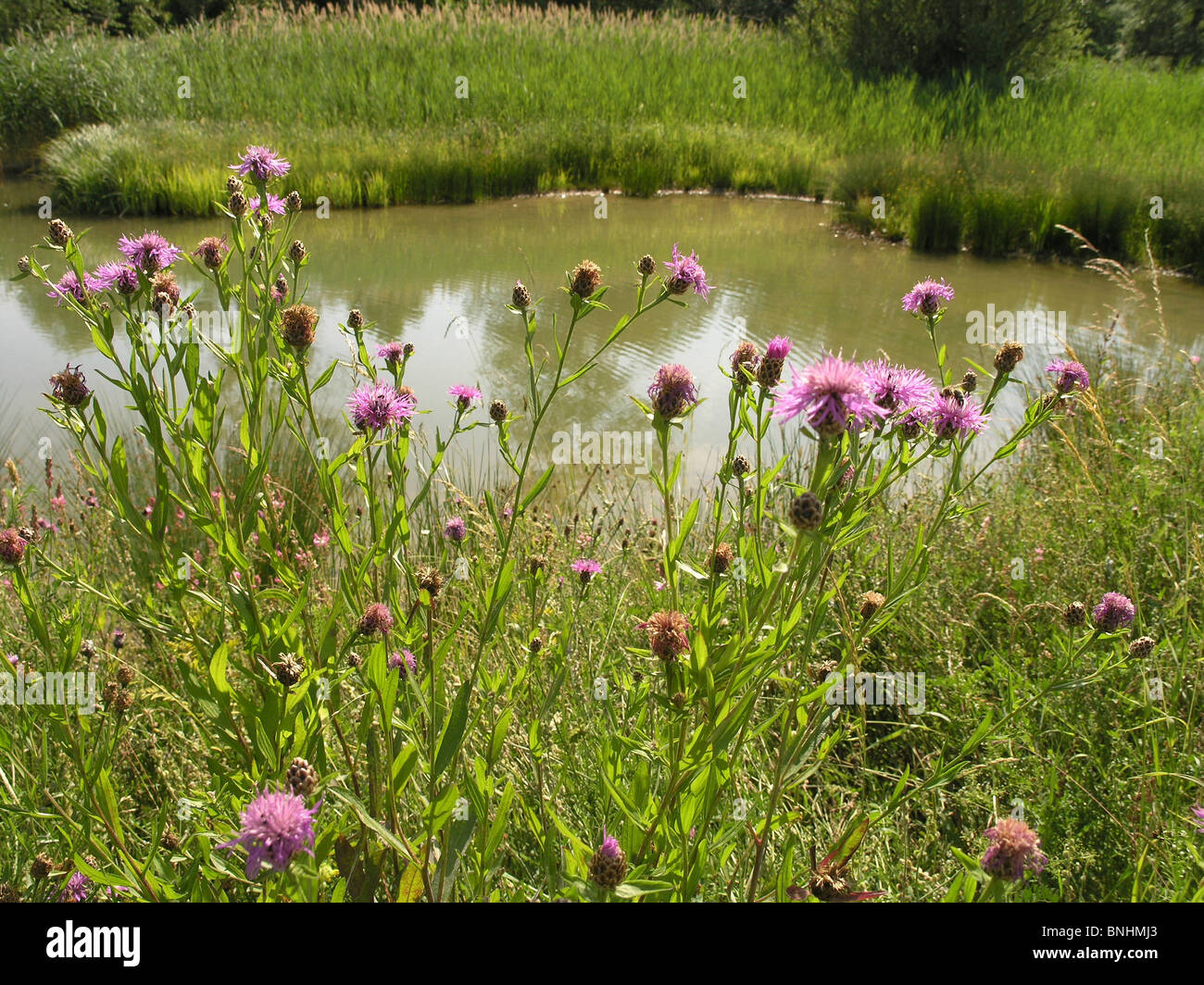 Nature landscape shore bank lake water plants vegetation flowers reed ...
