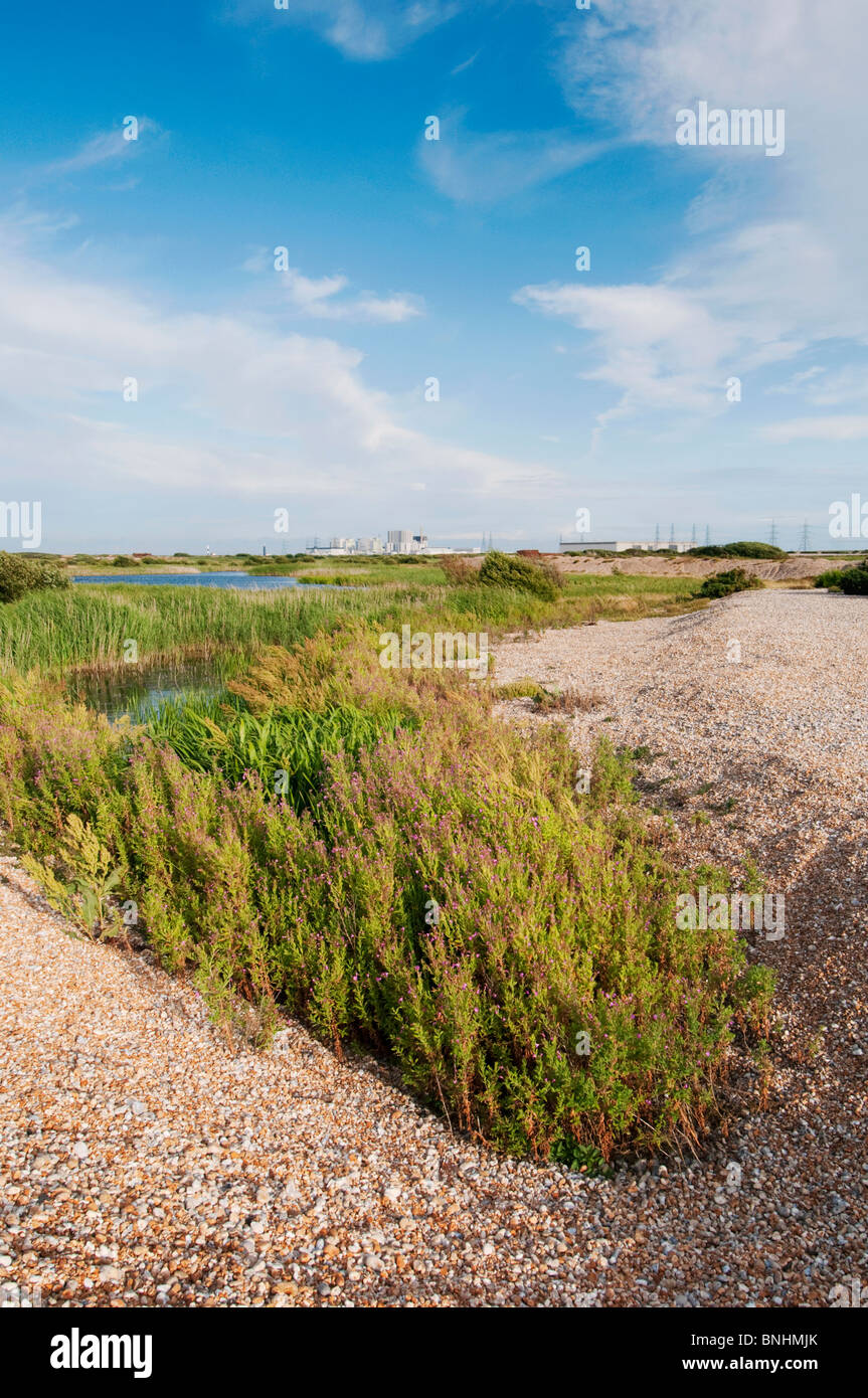 Dungeness RSPB Reserve, Kent, England Stock Photo - Alamy