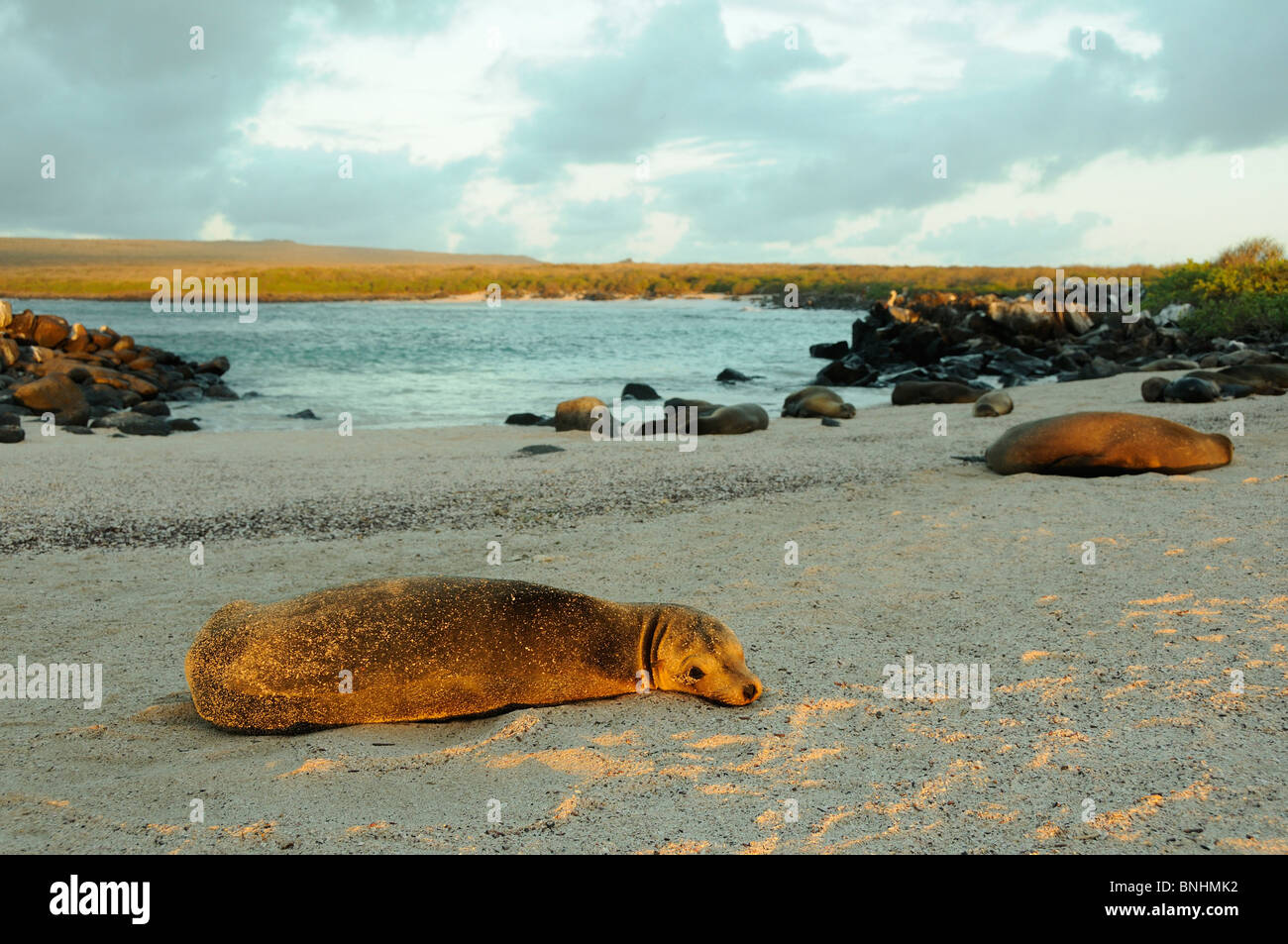 Ecuador Galapagos Sea Lion Zalophus wollebaeki Punta Suarez Espanola ...