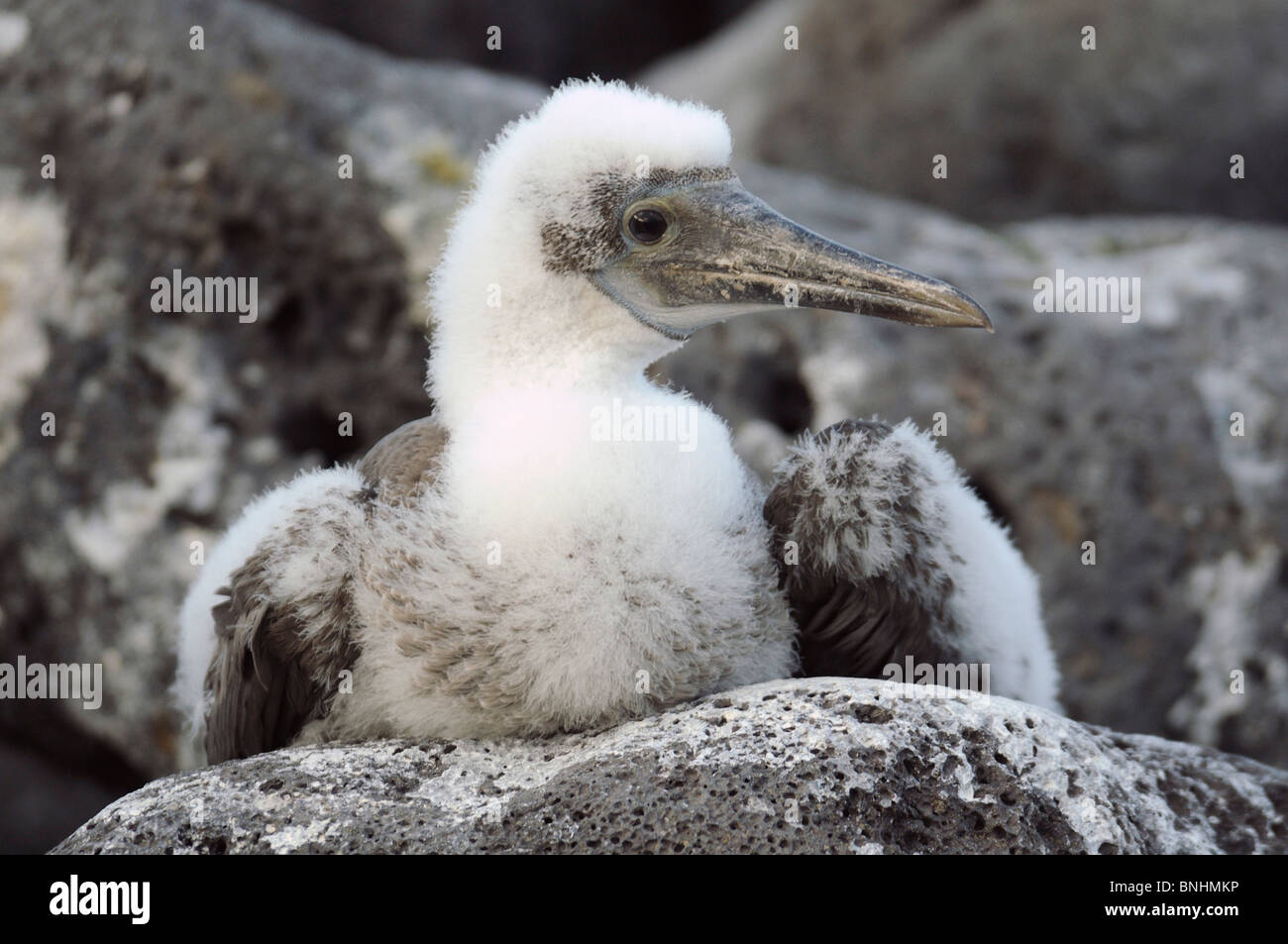 Ecuador Chick Blue-footed Booby Sula nebouxii Lobos island Galapagos ...