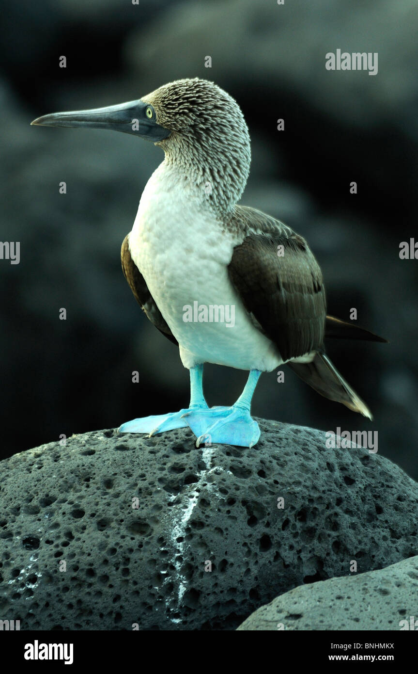 Ecuador galapagos lobos island hi-res stock photography and images - Alamy