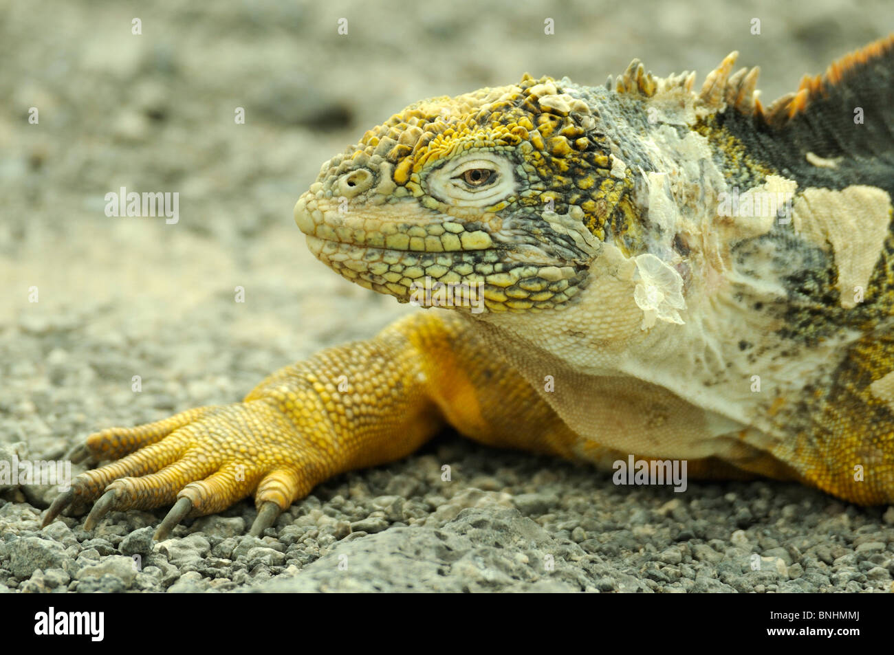 Animals lizard hi-res stock photography and images - Alamy