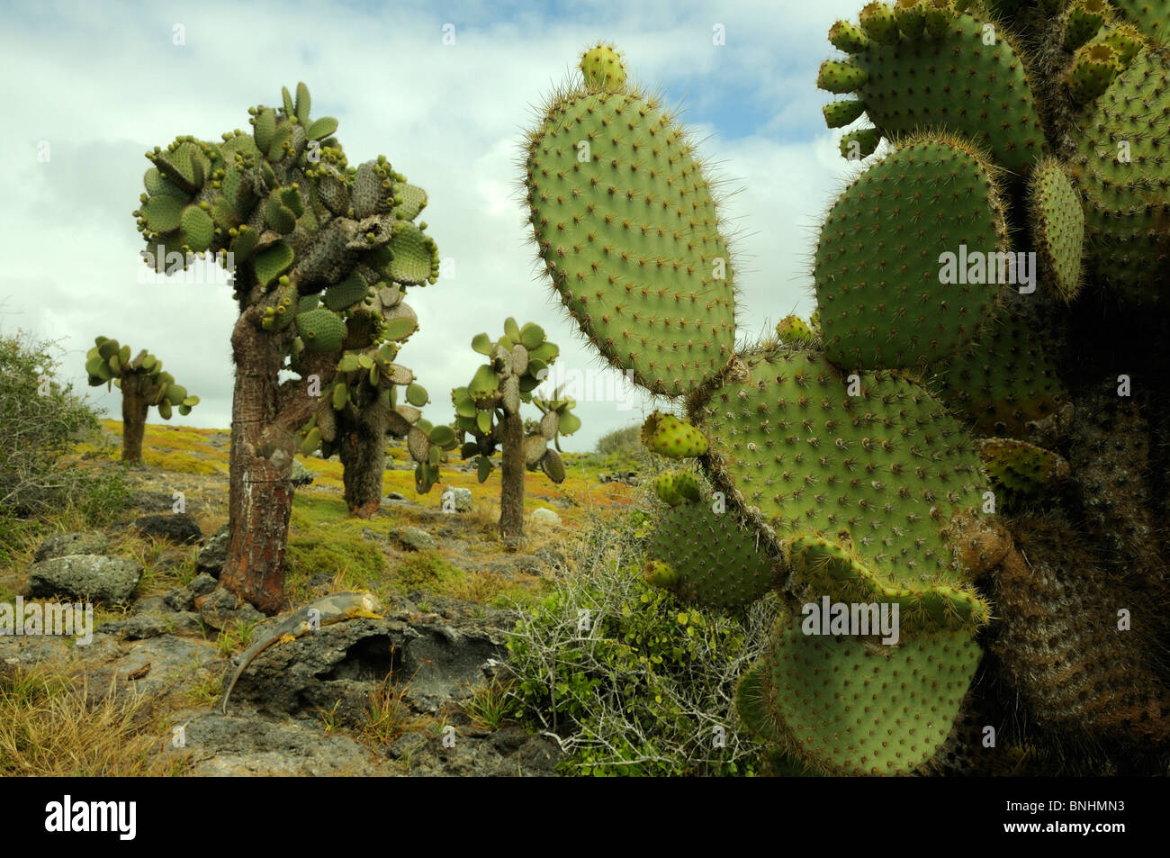 Ecuador South Plaza Plaza island Galapagos Islands landscape scenery ...