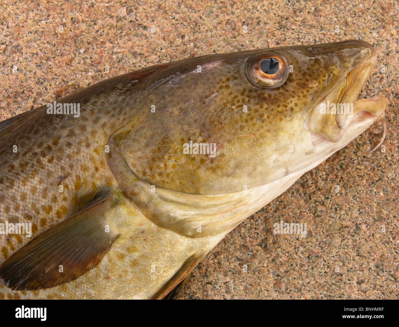 Sweden Atlantic cod fish dead catch fishing angling fresh Scandinavia ...