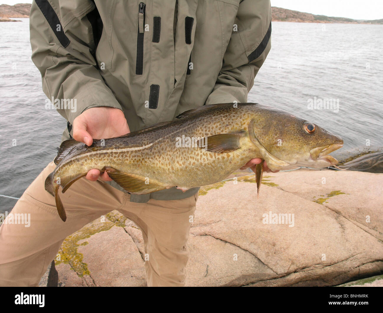 Sweden Atlantic cod fish dead catch fishing angling fresh one man ...