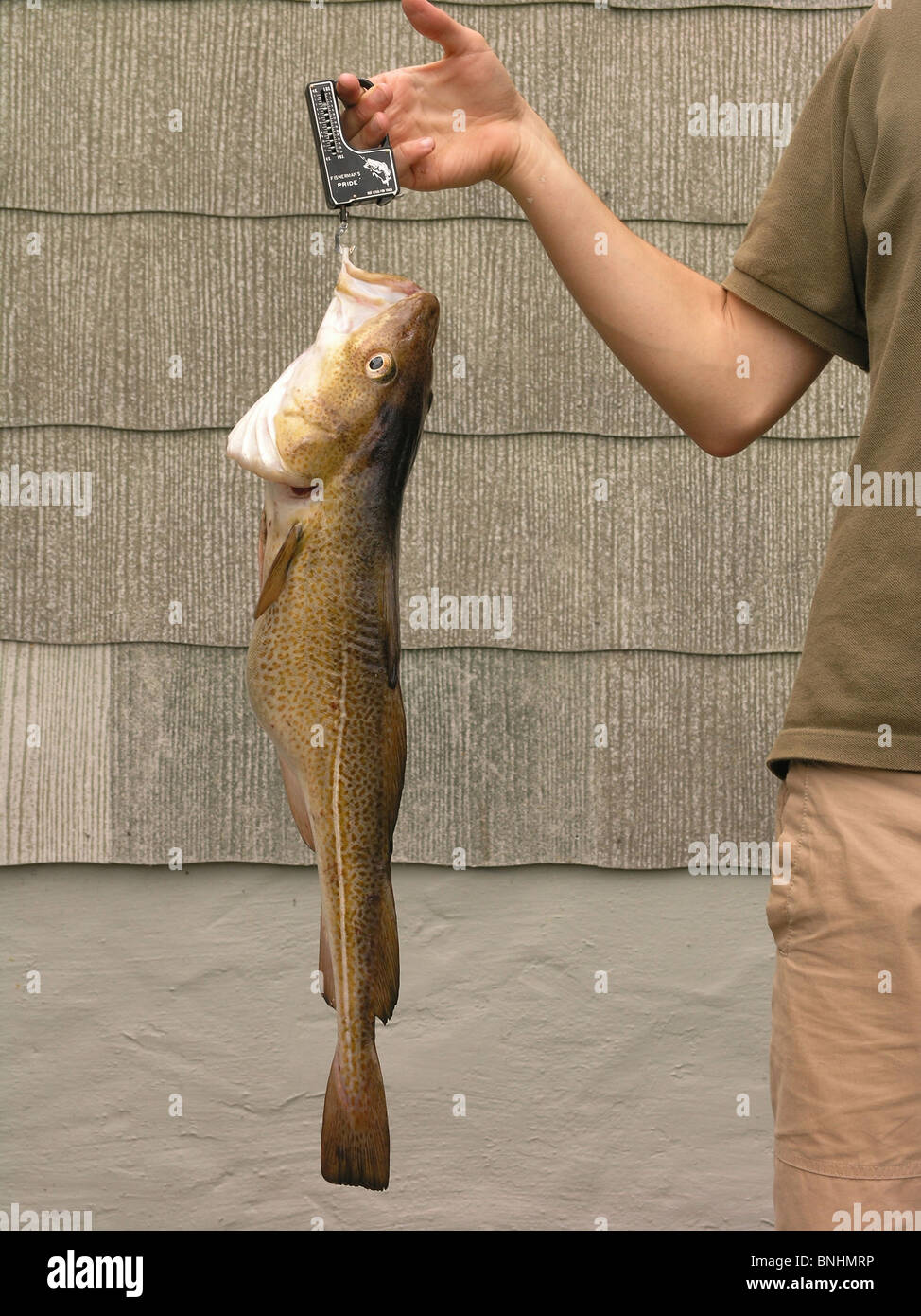 Sweden Atlantic cod fish dead catch fishing angling fresh one man ...