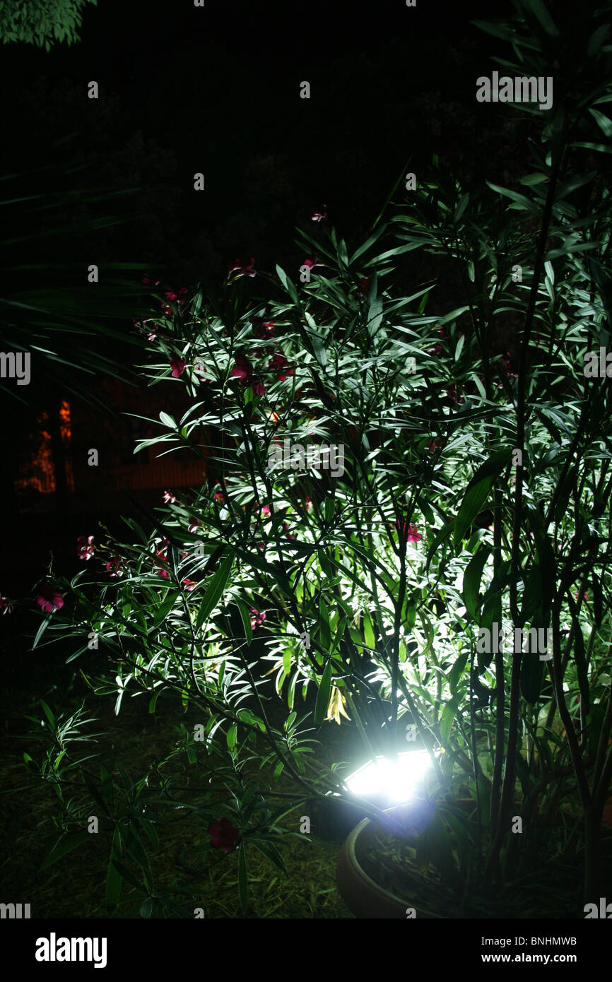 trees and branches illuminated with spotlight at night Stock Photo - Alamy