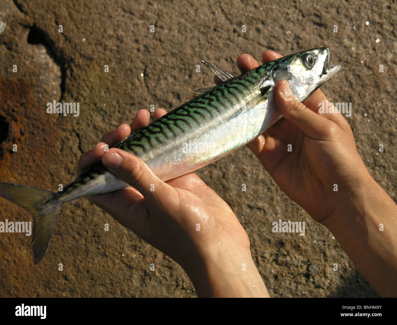 Sweden mackerel fish dead catch fishing angling fresh one man person ...