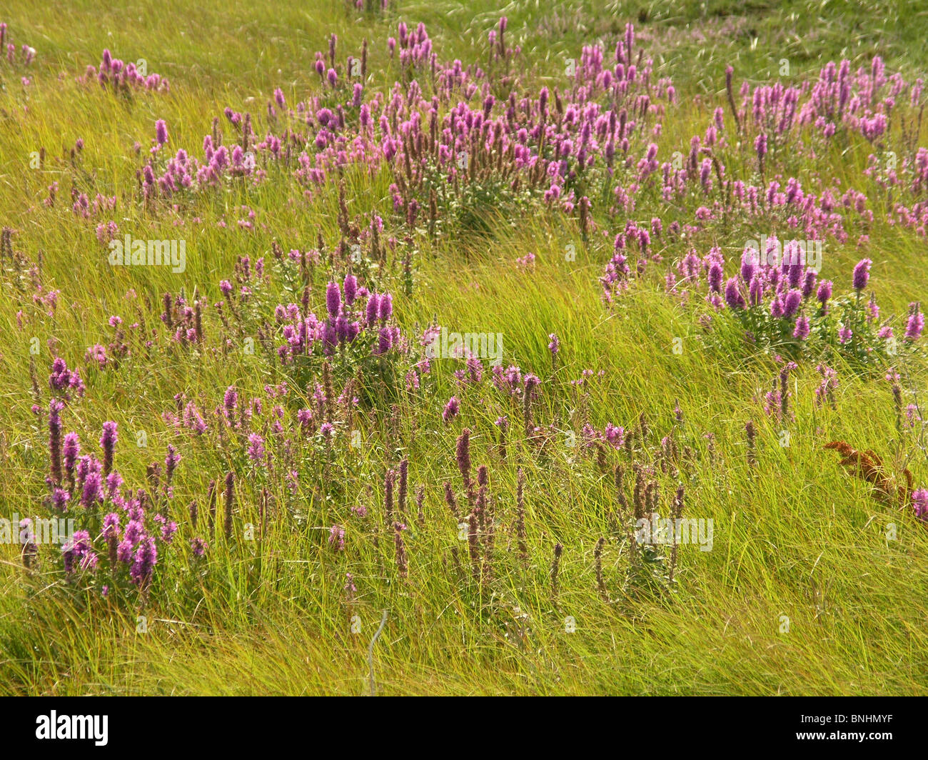 Sweden Purple-loosestrife Lythrum salicaria Bohuslän province flowering ...