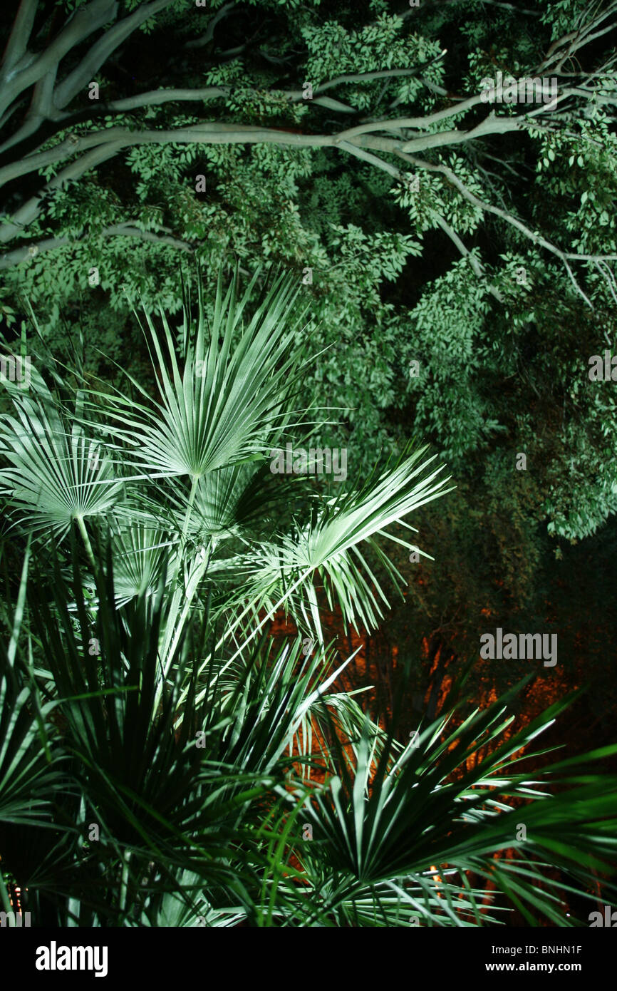 trees and branches illuminated with spotlight at night Stock Photo - Alamy