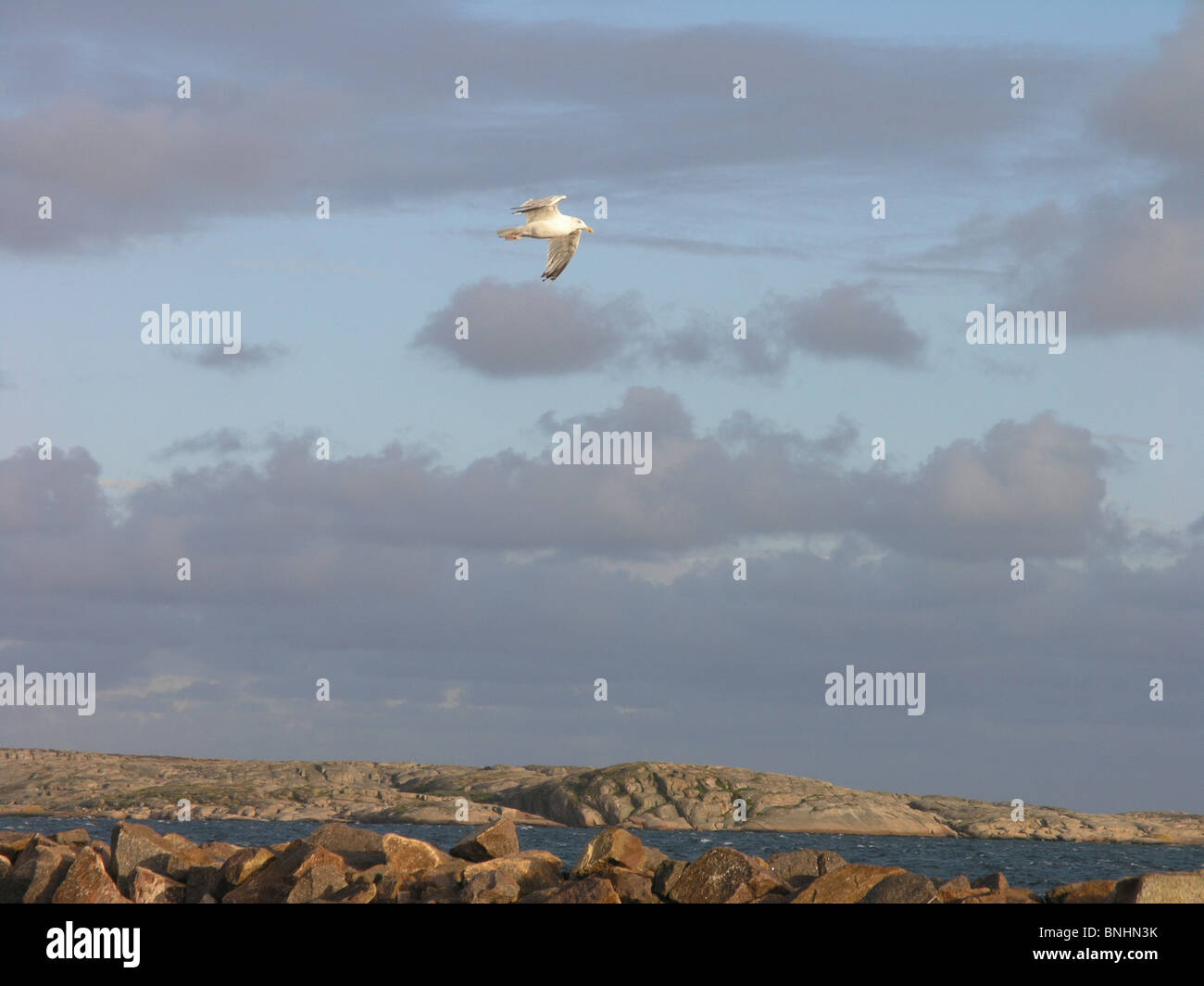Sweden archipelago gull flying fly sky animal nature coast sea ...
