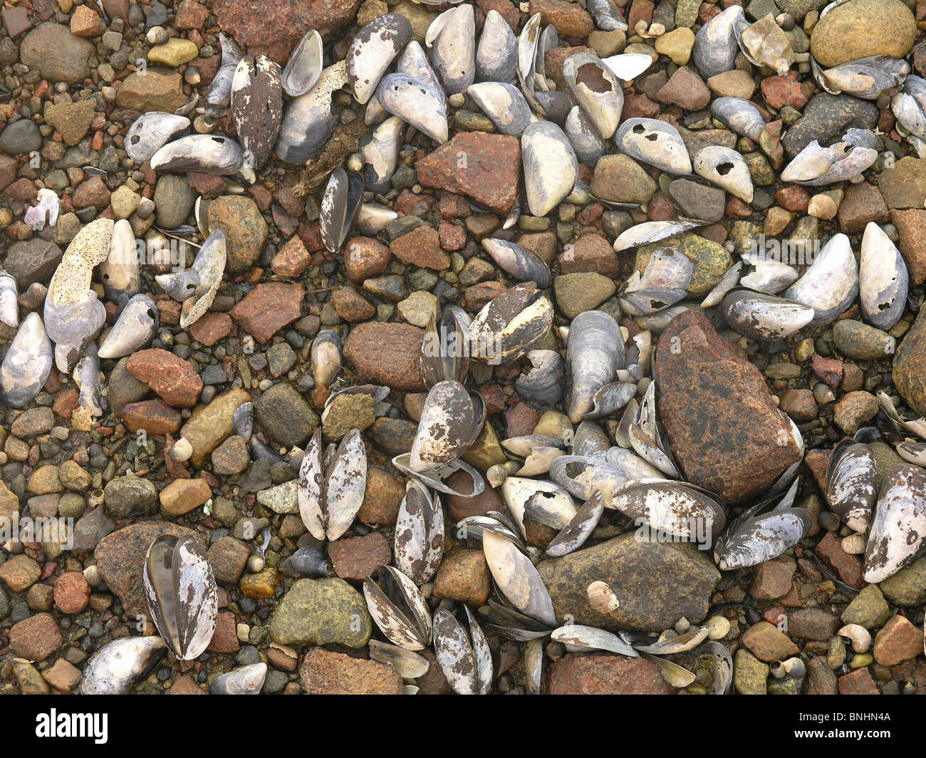 Sweden gravel beach stones detail close-up nature rock background coast ...