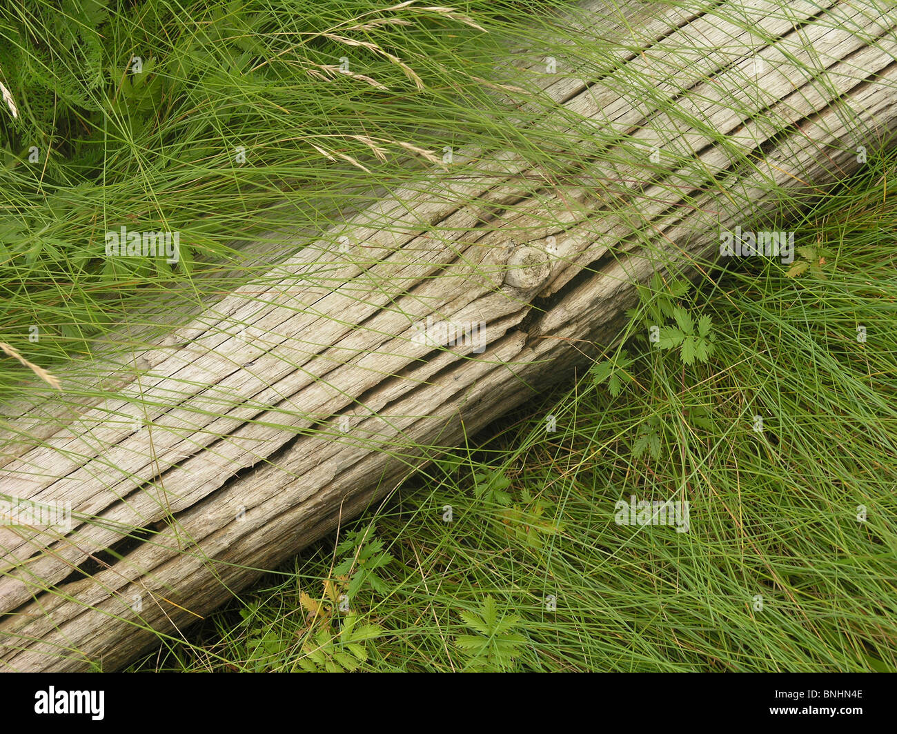 Sweden old log tree dead wood wooden detail close-up nature plants ...