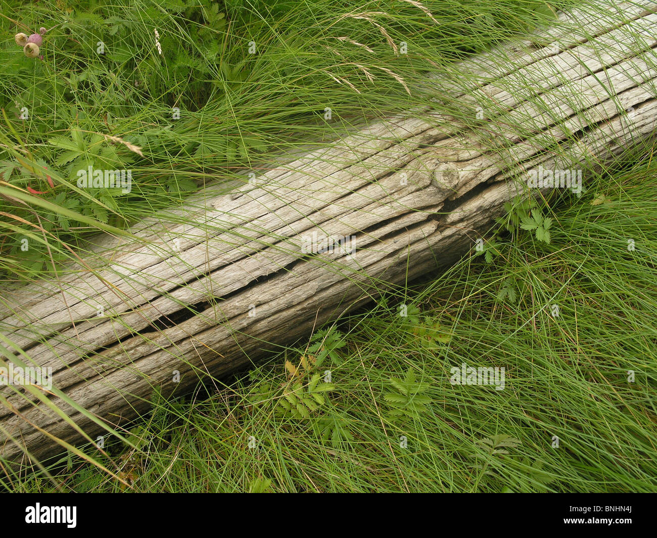Sweden old log tree dead wood wooden detail close-up nature plants ...