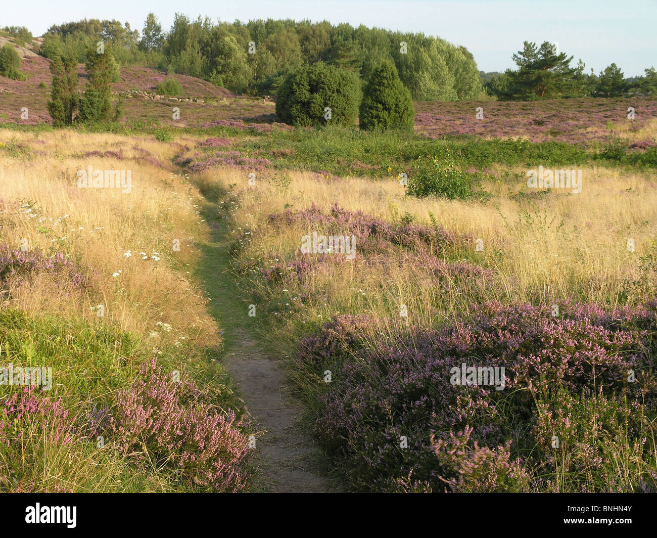 Sweden heathland heather heathers heath landscape nature scenery ...