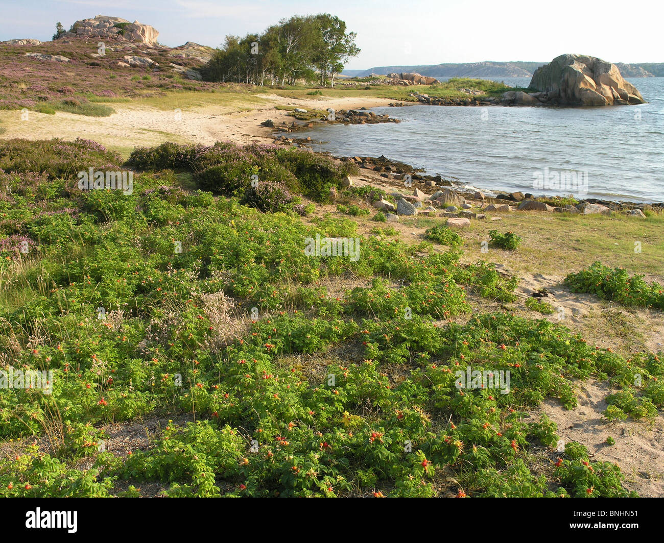 Sweden heathland heather heathers heath landscape nature scenery ...