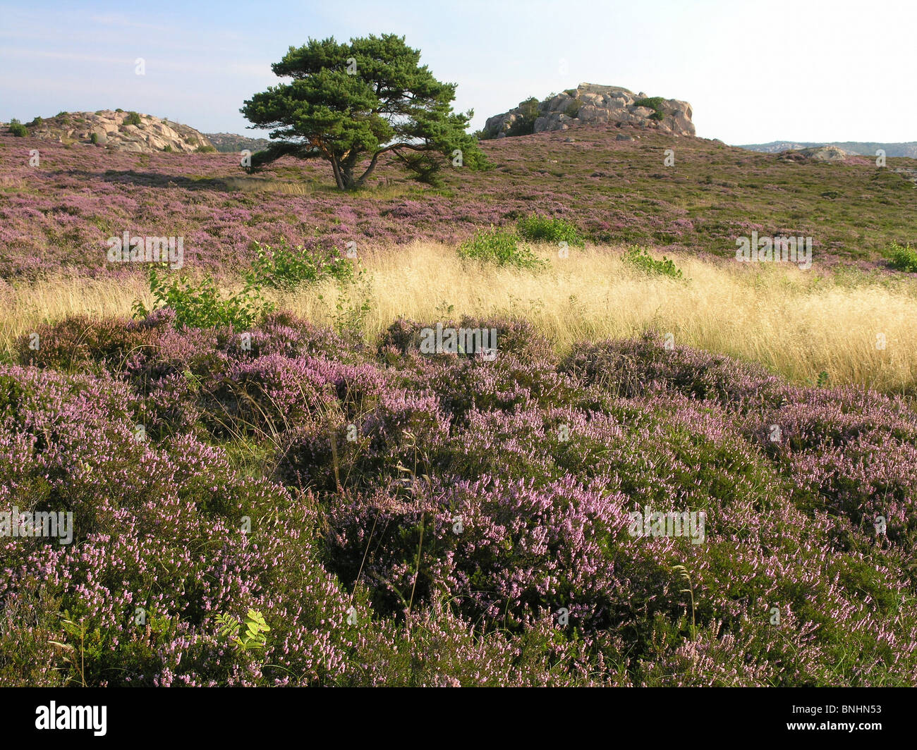 Heather heathers hi-res stock photography and images - Alamy