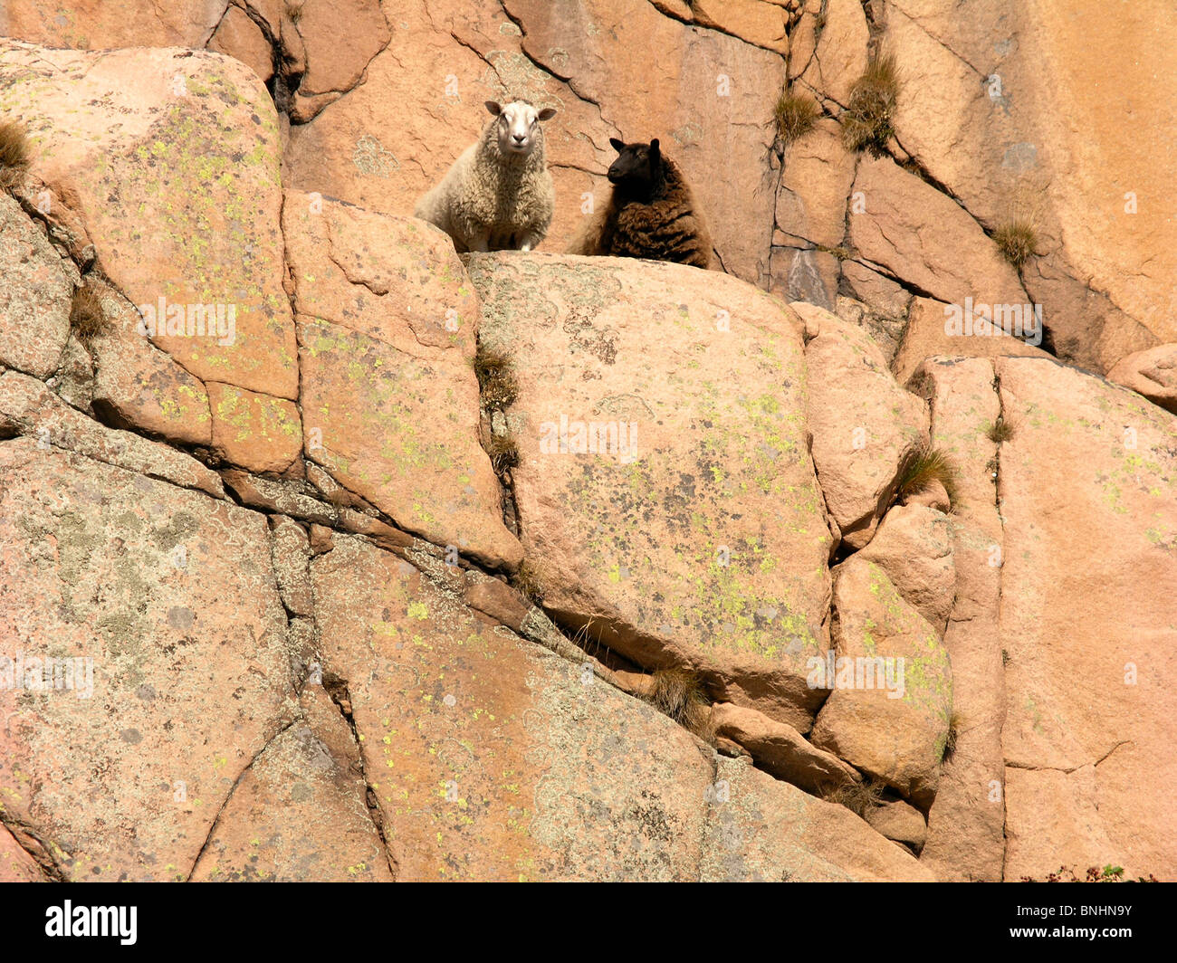 Sweden Bohuslän province sheep livestock animals rock rocks cliff ...
