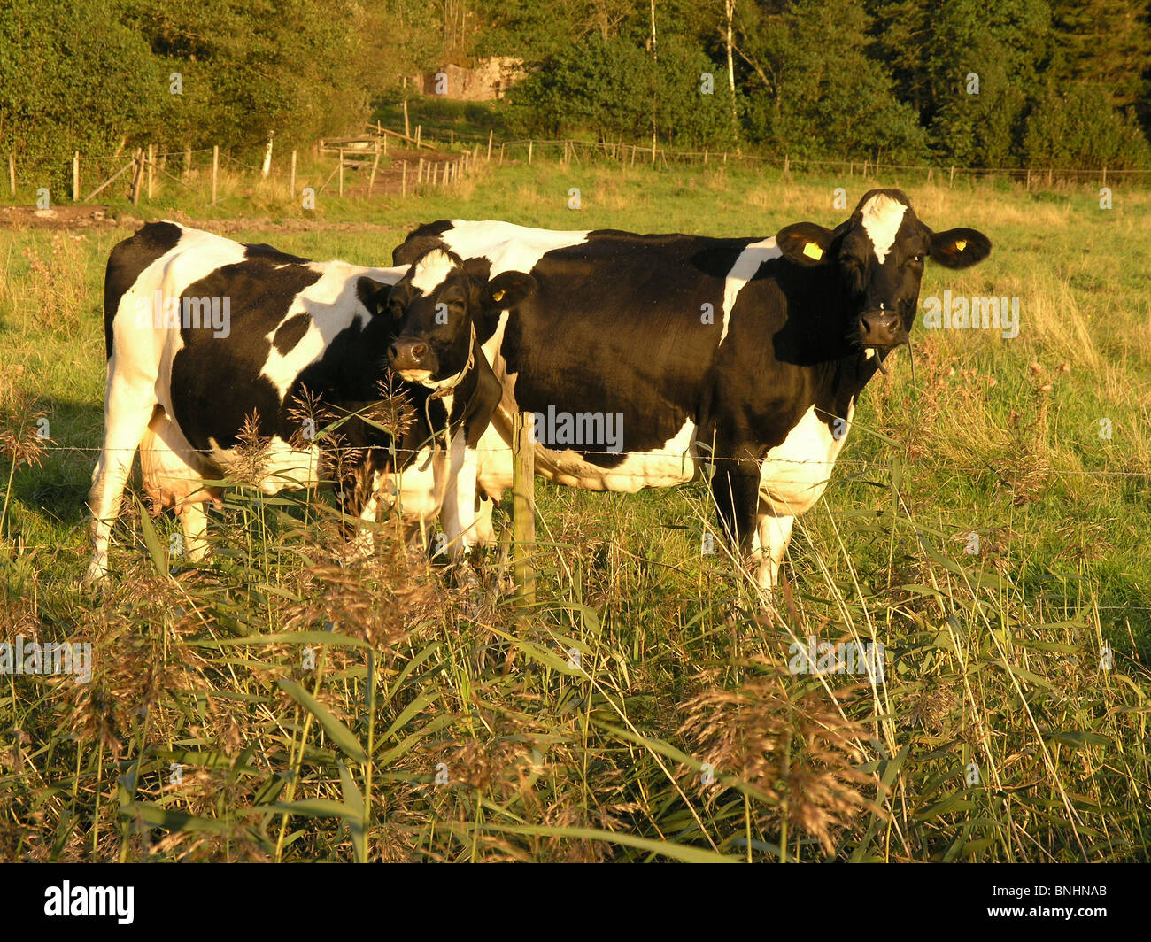 Sweden Bohuslän province two cows livestock animals agriculture cattle ...