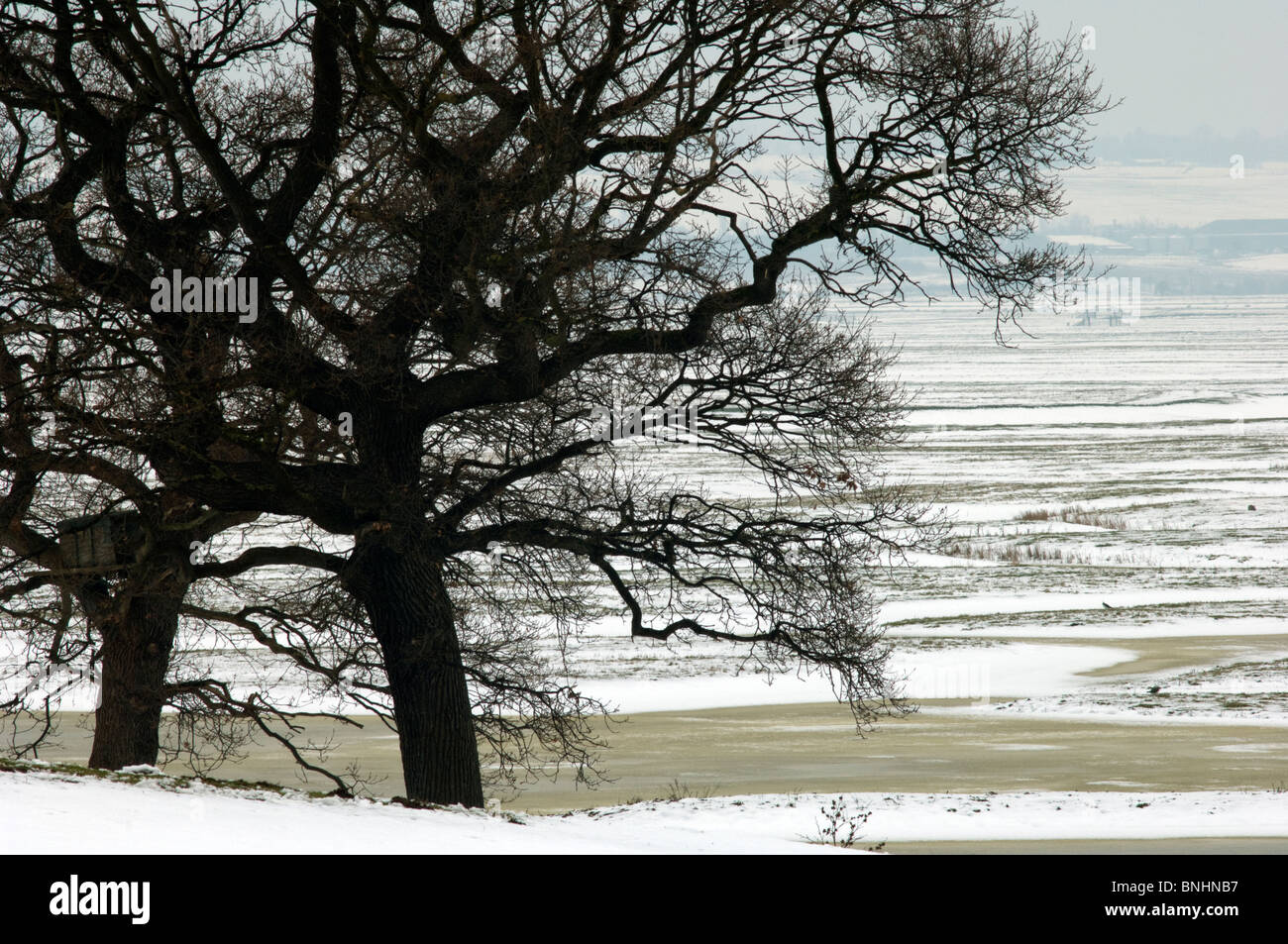 Elmley Marshes National Nature Reserve and oak trees in winter, Kent ...