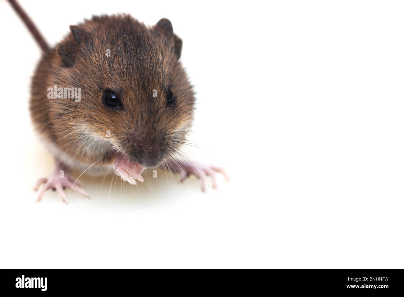 House mouse mus musculus sitting hi-res stock photography and images ...