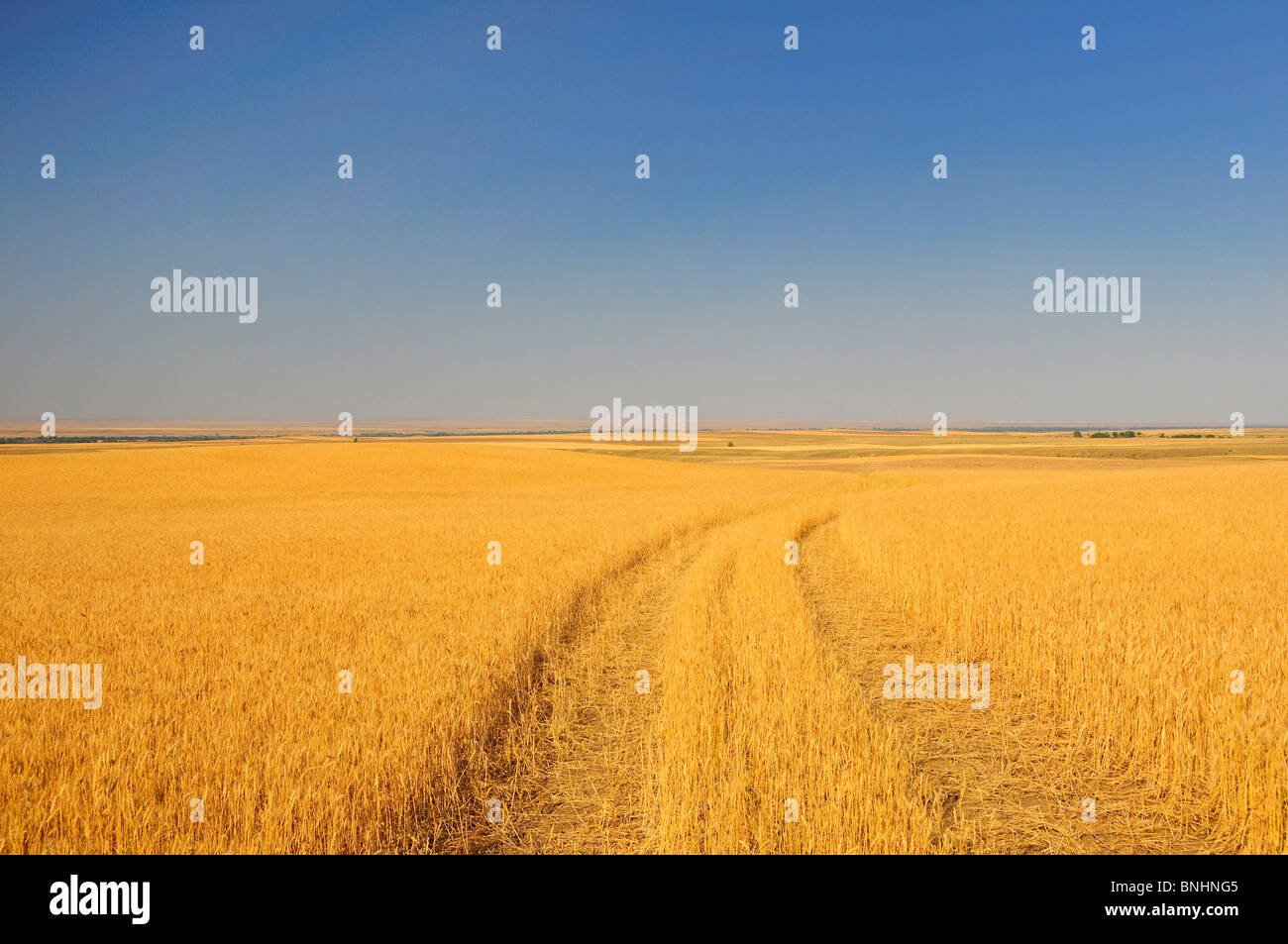 Wheat fields montana usa hi-res stock photography and images - Alamy