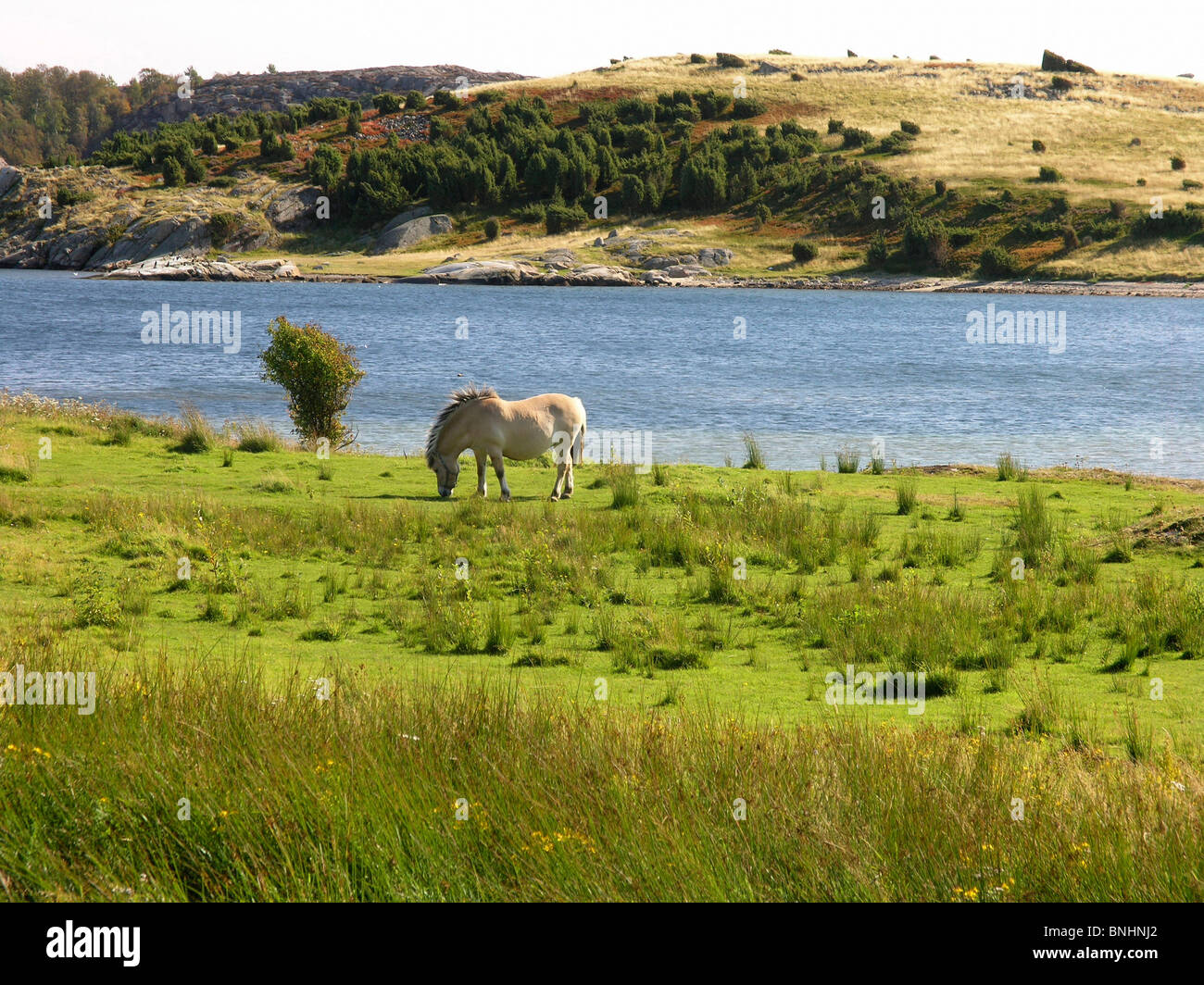 Sweden Fjord horse Bohuslän province meadow pasture green grass ...
