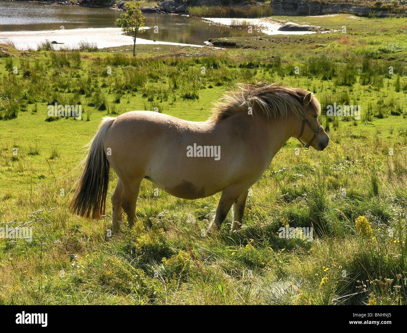 Sweden Fjord horse Bohuslän province meadow pasture green grass ...