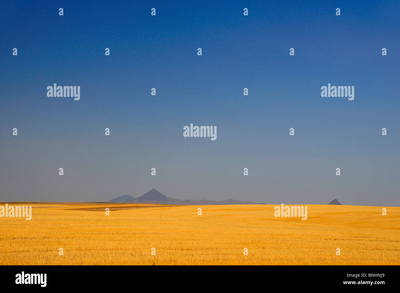 USA Wheat fields Sweetgrass Hills Montana mountain crop grain field ...