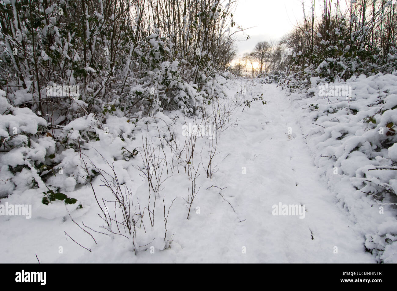 Coppice woodland in the snow, late afternoon, Kent, England Stock Photo ...