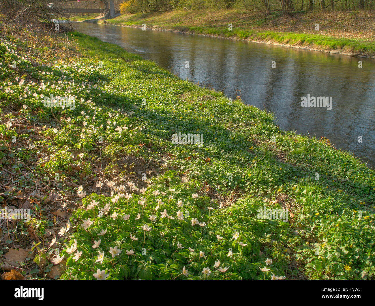 Switzerland Glatt river wood anemones flowers flowering blooming spring ...
