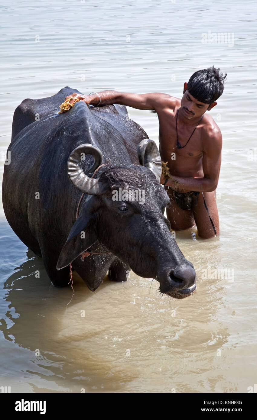 Man washing a water buffalo. Ganges river. Varanasi. India Stock Photo ...