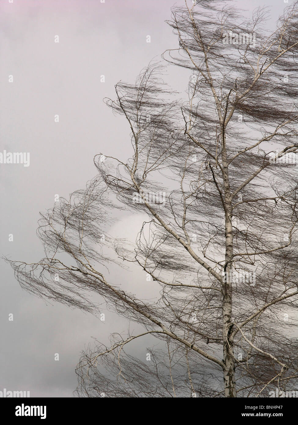Windy tree switzerland hi-res stock photography and images - Alamy
