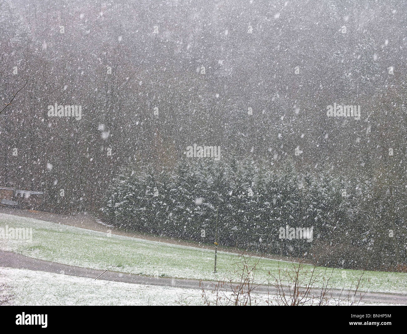 Switzerland snowfall snow winter trees nature white snowflakes falling ...