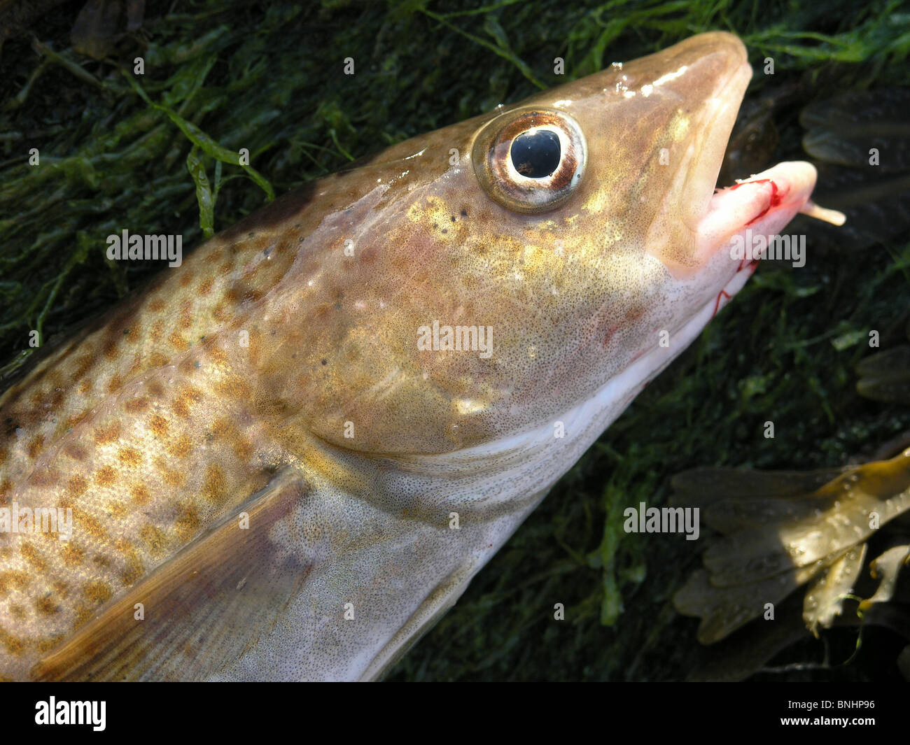 Fishing angling hi-res stock photography and images - Alamy