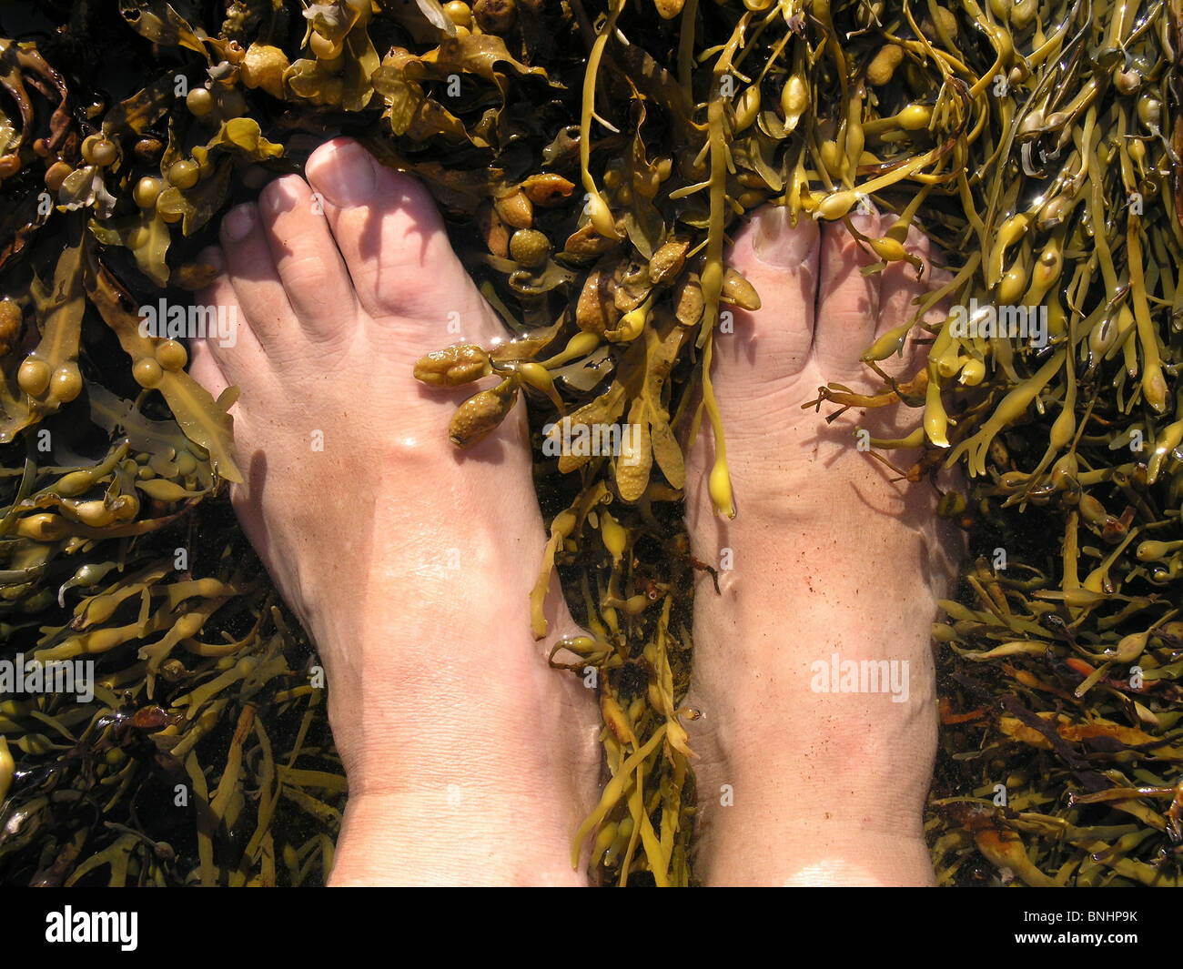 Sweden Brown algae seaweed healthy health barefoot feet foot person ...