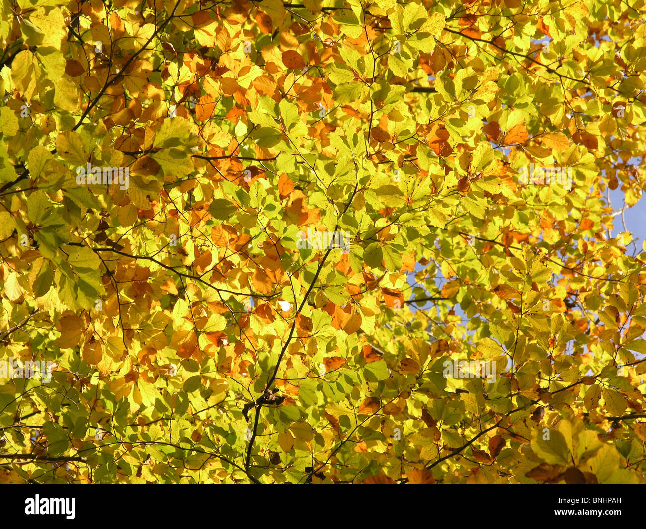 Switzerland autumn autumnal fall beech trees beeches tree twigs ...