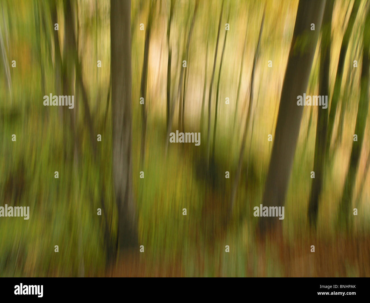 Switzerland forest woods trees nature blur blurred concept Stock Photo ...