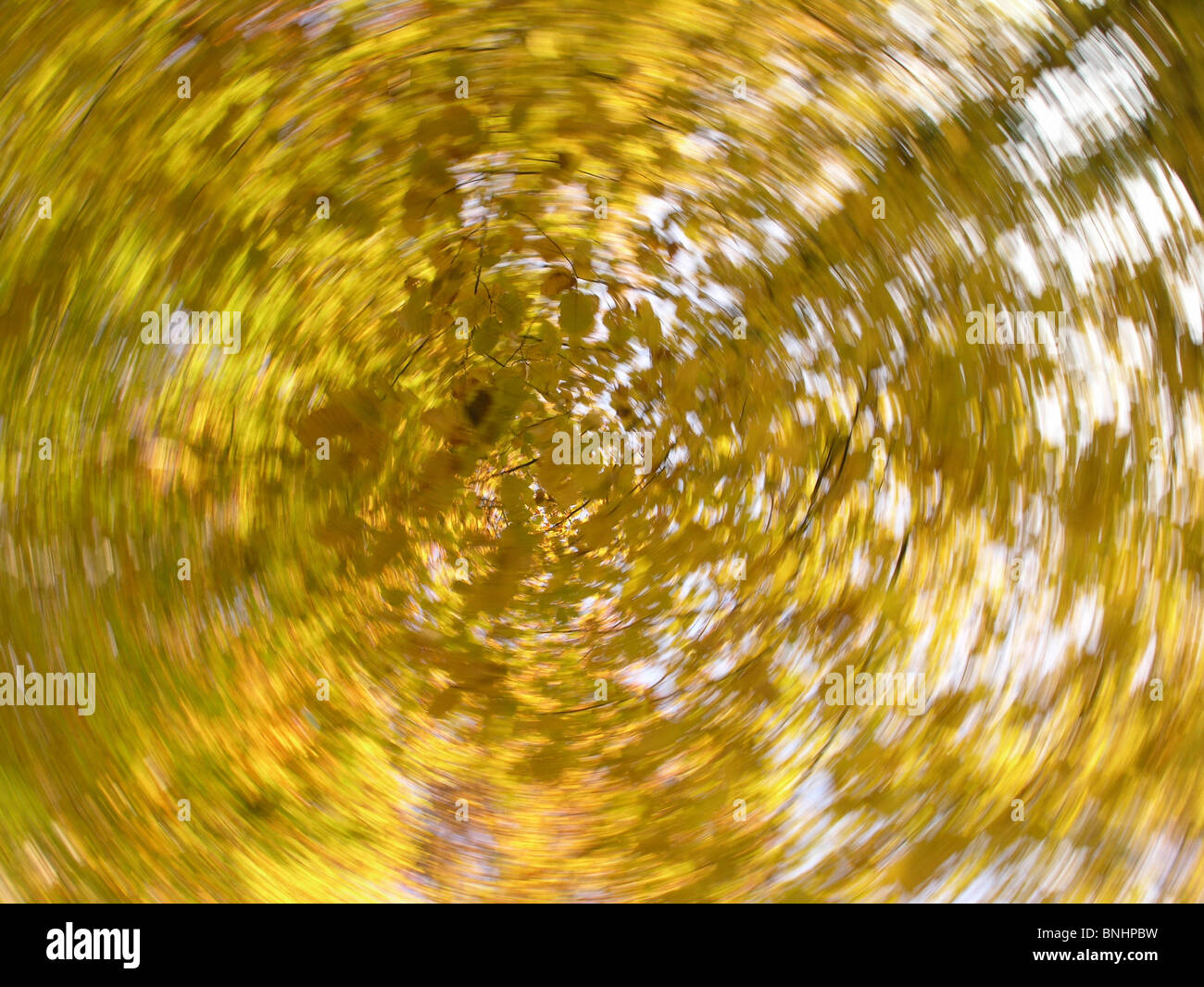 Switzerland autumn autumnal fall trees tree leafs leaves leaf foliage ...