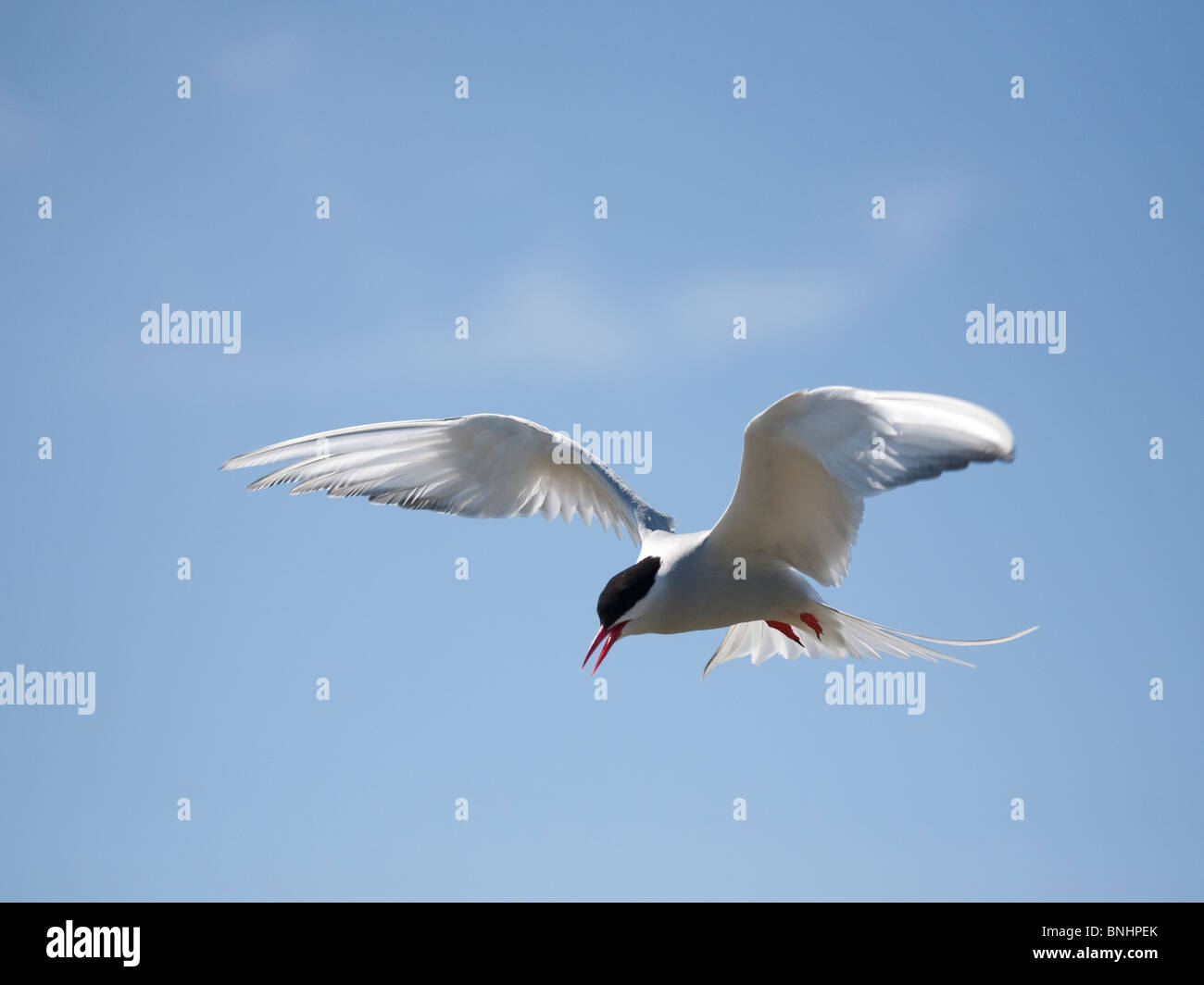 Arctic Tern Sterna Paradisaea hovering above nesting sites on the Farne ...